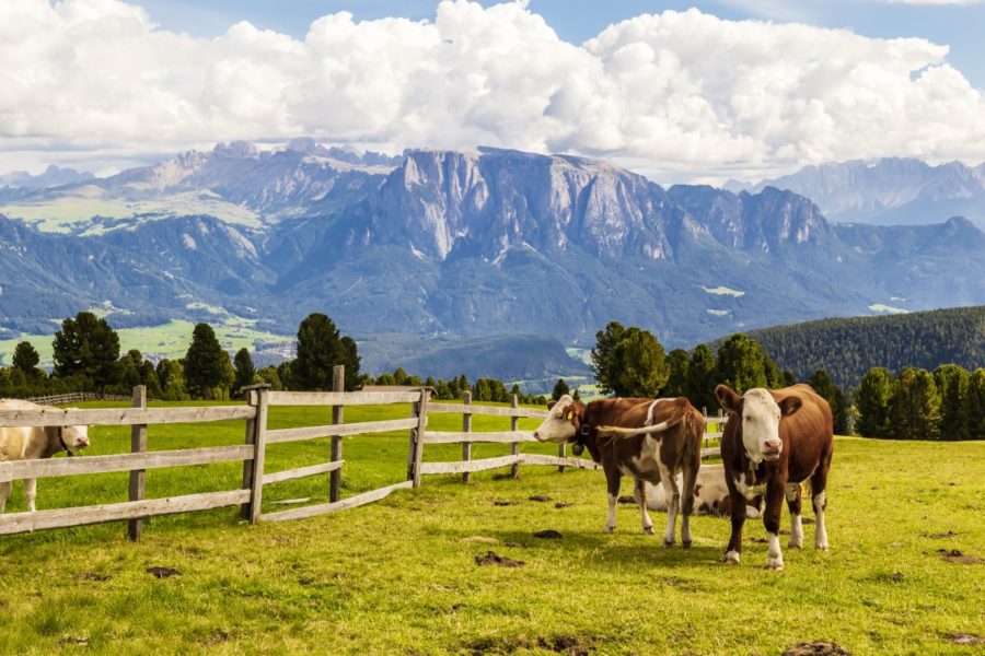 How to Explore Bolzano in South Tyrol, Italy with Kids | Ciao Bambino!