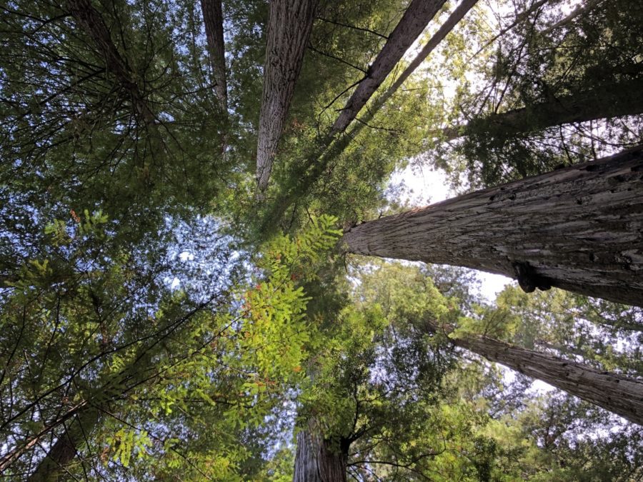 Kid-Friendly Things to Do in Humboldt County, California | Ciao Bambino!