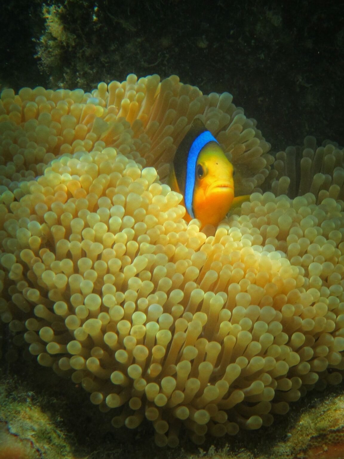 Best Things to Do in Moorea with Kids | Ciao Bambino!