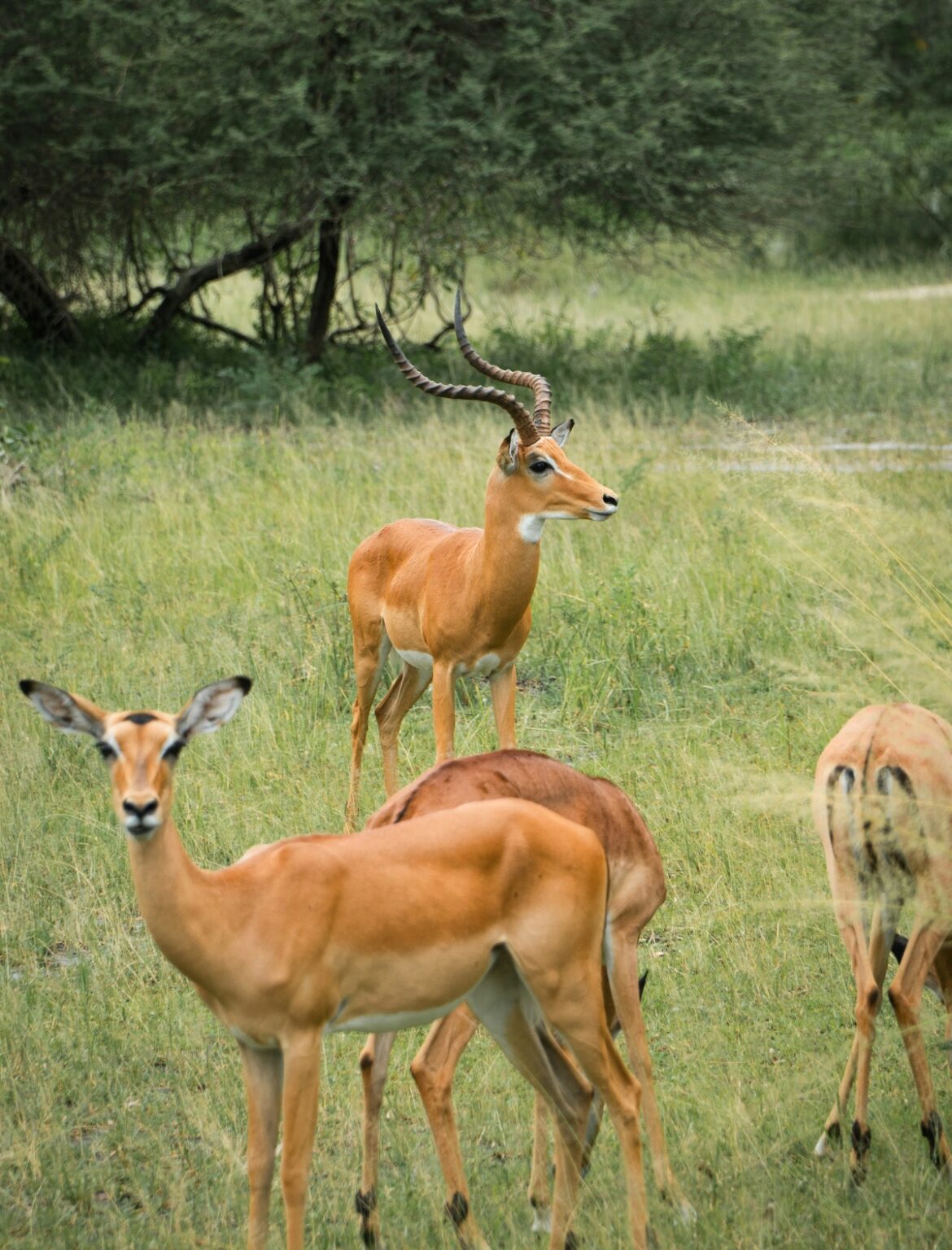 Family-Friendly Tanzania Safari Tips | Ciao Bambino!